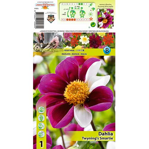 Daalia Twyning‘s Smartie (70383): püsikud Osta soodsamalt GradinaMax.ee