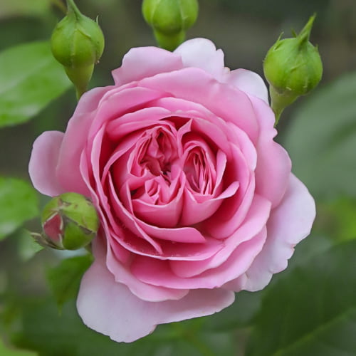 Floribunda roos Celebrating Life®, C3 (5445): istikud Osta soodsamalt ...