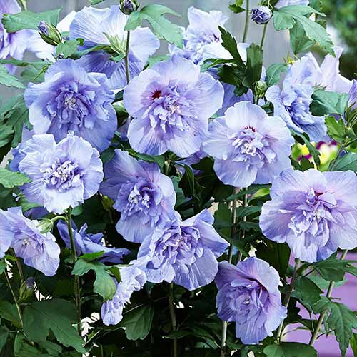 Hibisk Blue Chiffon® (76642): püsikud Osta soodsamalt GradinaMax.ee