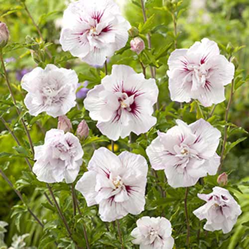 Hibisk China Chiffon® (77811): püsikud Osta soodsamalt GradinaMax.ee