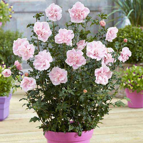 Hibisk Pink Chiffon® (76644): püsikud Osta soodsamalt GradinaMax.ee