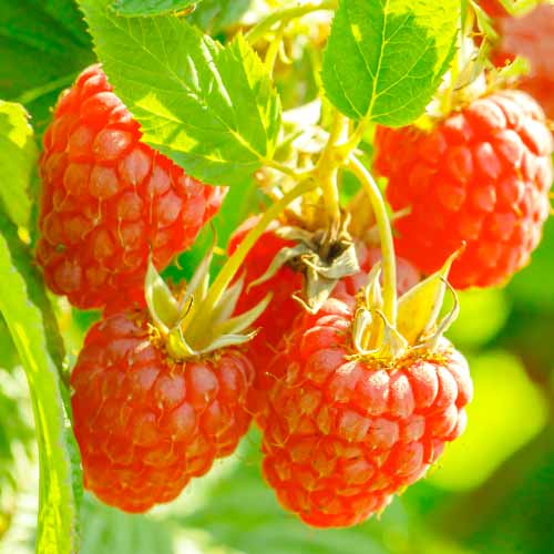 Vaarikas Heritage Red, Р9 (7616): istikud Osta soodsamalt GradinaMax.ee